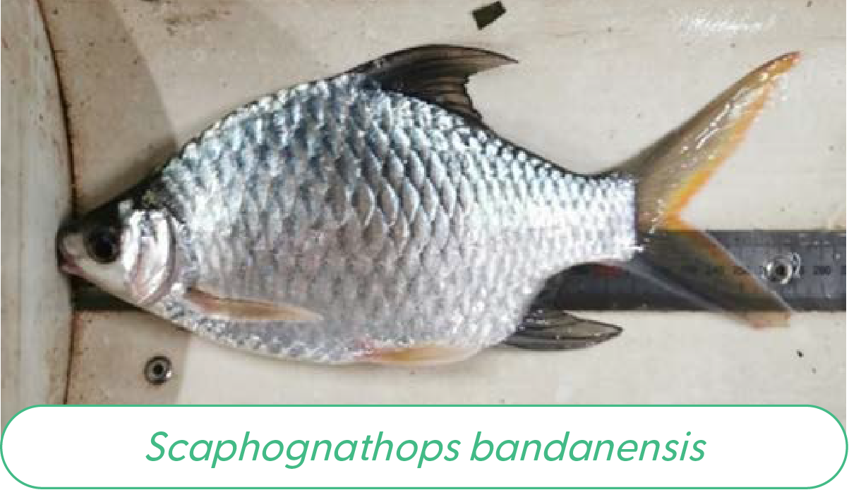 Biodiversity | CKPower (CKP)